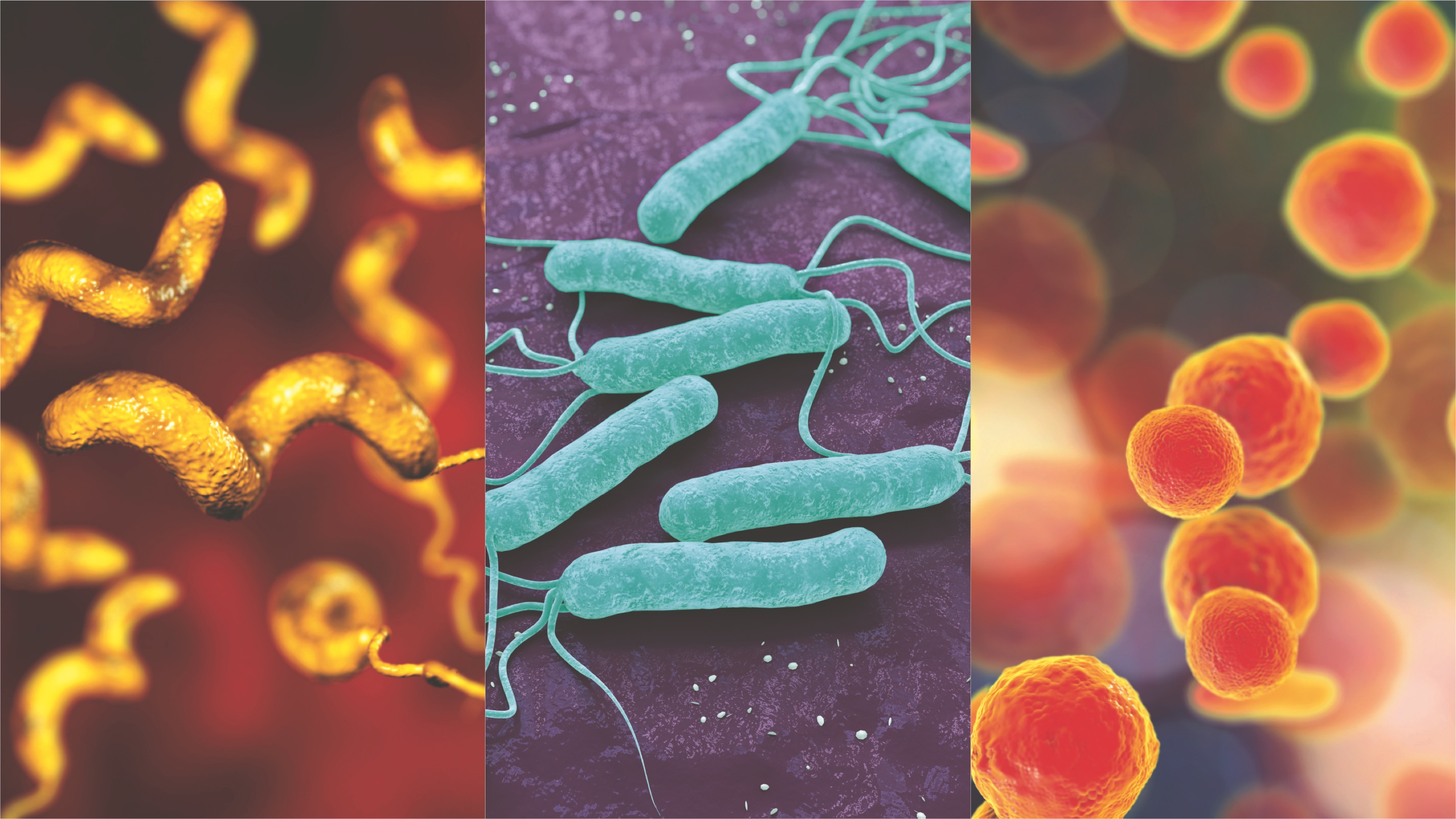 Kroppens bakterieflora